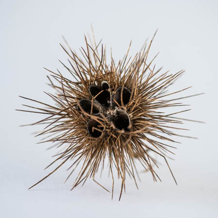 whau – Birgit Moffatt