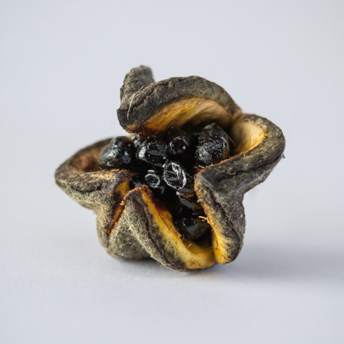 karo – Birgit Moffatt