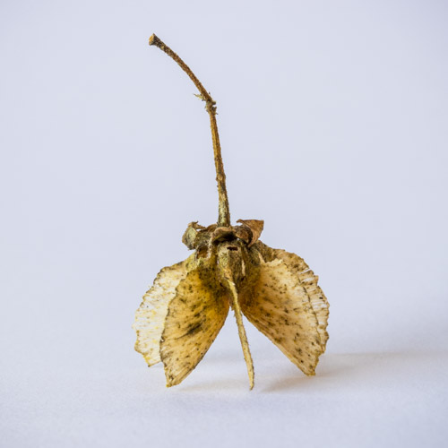 hoheria – Birgit Moffatt