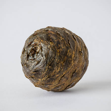 kauri – Birgit Moffatt